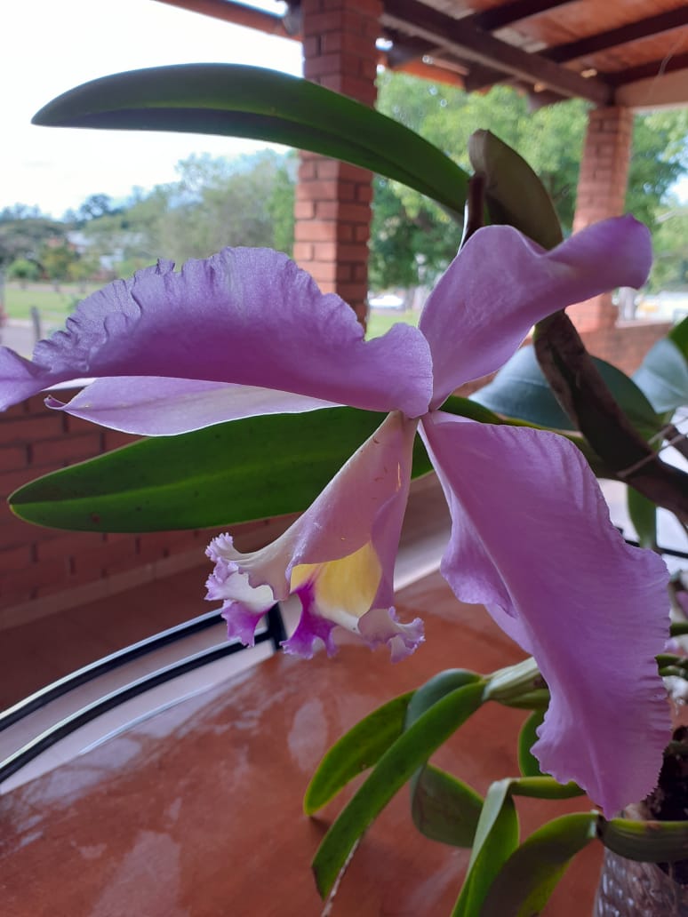 ORQUÍDEAS - CuPoLeNo